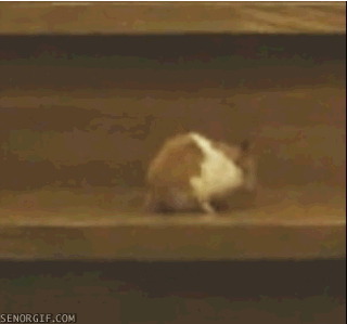 Perseverance