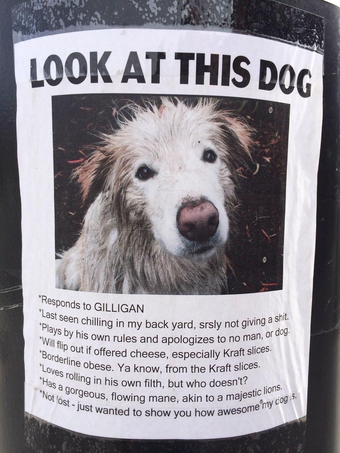 This Hilarious lost Dog Poster I Found A Couple Years Ago 