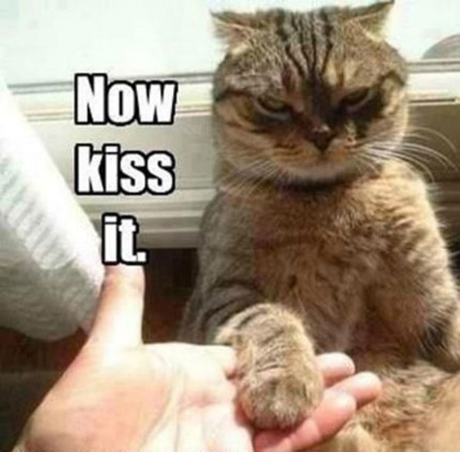 I hate my dictator cat