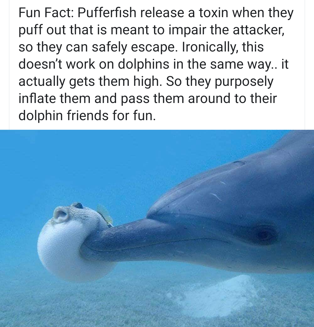 Puff Puff Pass Anyone Puff Puff Pass Anyone