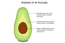 Anatomy of an Avocado