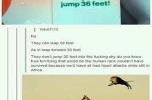 Lion Jump Memes