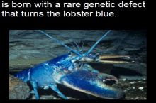 real life shiny lobster