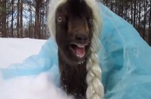 Let it goat! Let it gooooat!