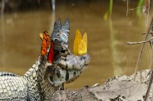 PsBattle: Seductive Alligator Queen