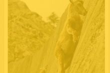 Colorized meme (colorized)