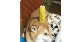 Corn Doggo