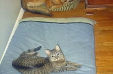 Cat control the world