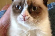 Grumpy Cat is Happy!