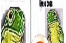 Comrade Frog doing his duty