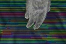 Cats are something else