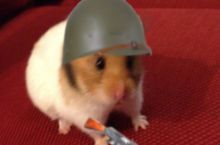 My hamster is angry