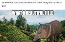 Obscure meme