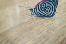 The Eighty-Eight Butterfly