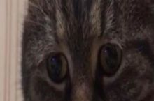 ***