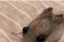 This meme is in the top percentage of all memes