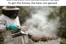 NOT THE BEES!!!